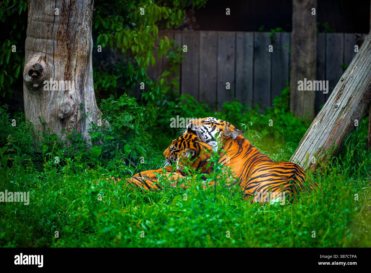 Two Sumatran tigers at the zoo Stock Photo - Alamy