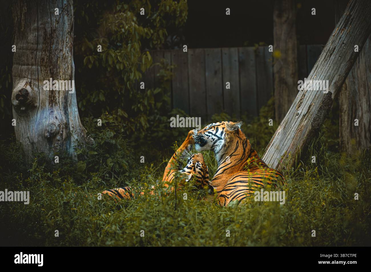 Endangered animals tigers hi-res stock photography and images - Alamy