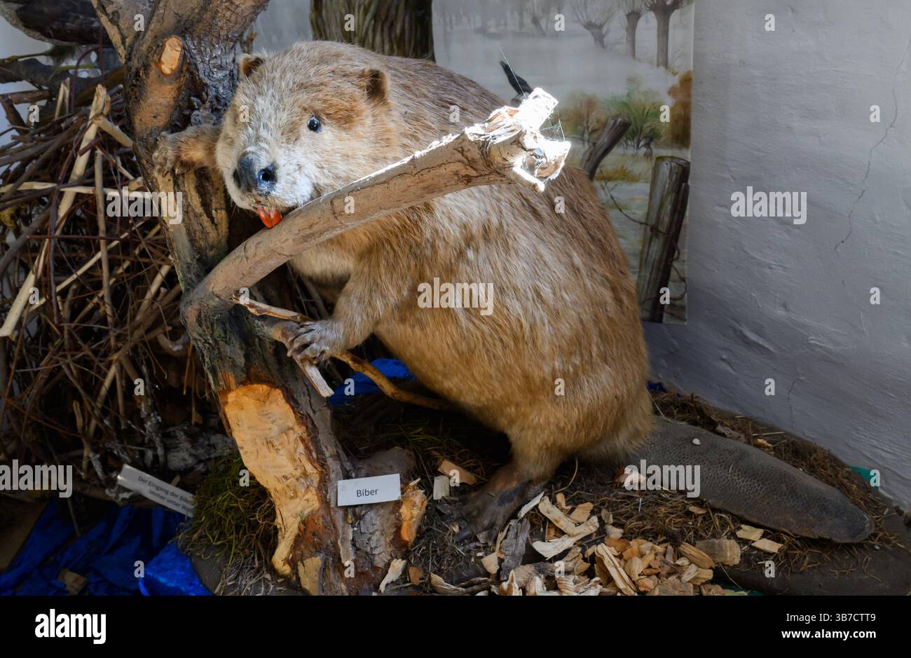 Laatzen, Germany. 06th May, 2025. A stuffed beaver is on display at ...