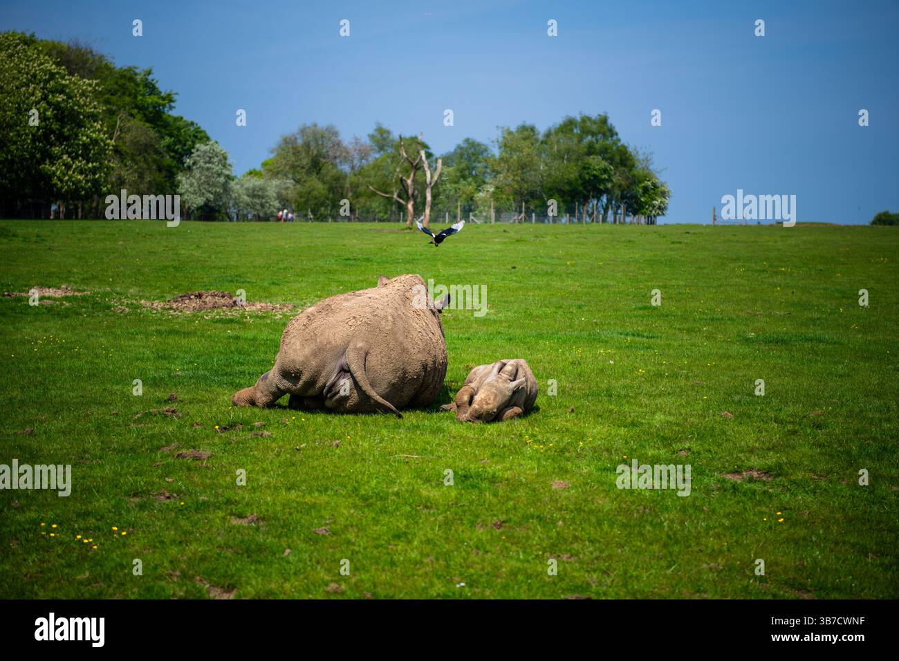 Mother baby endangered white hi-res stock photography and images - Alamy