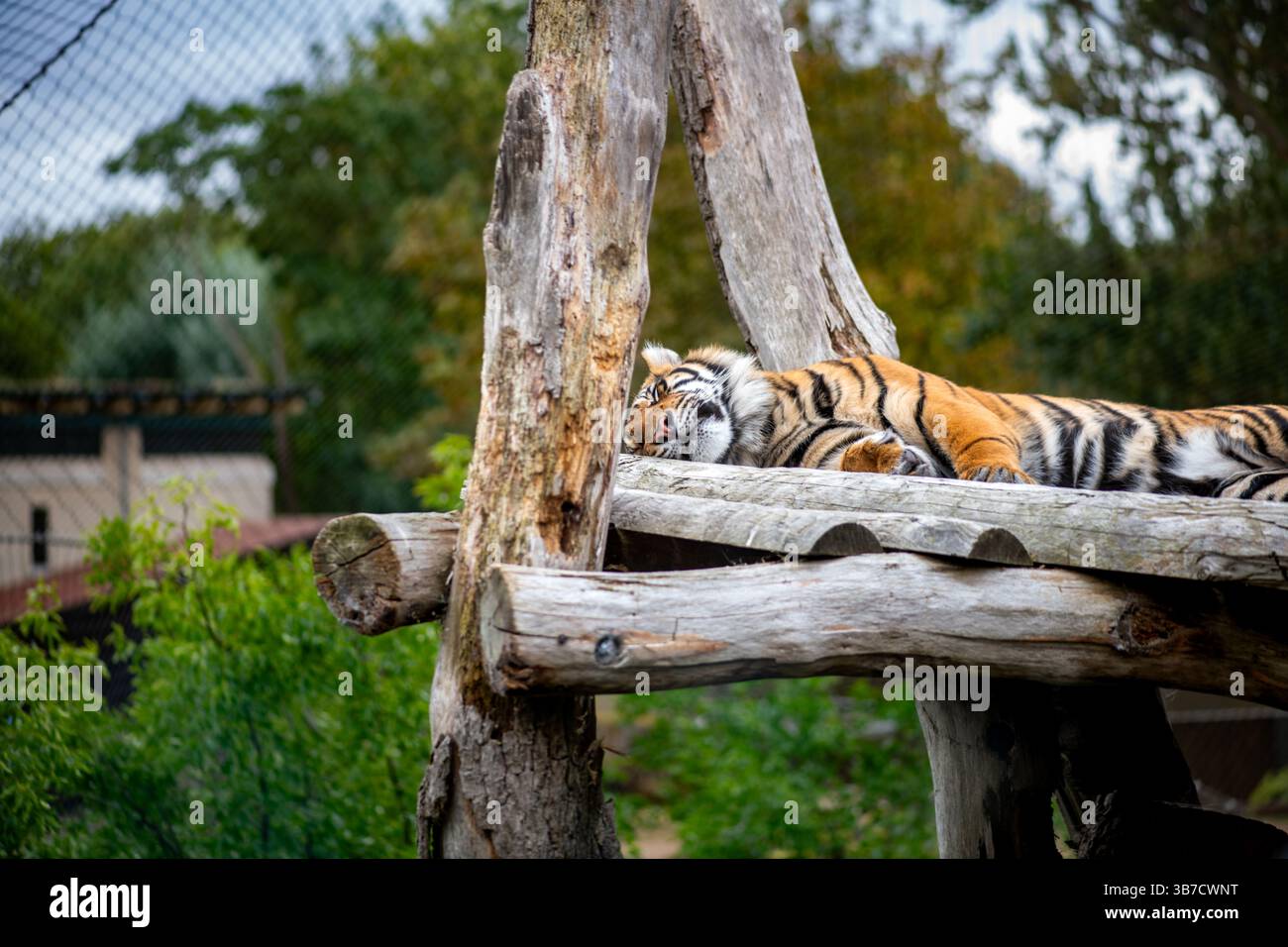 Sumatran tiger in enclosure hi-res stock photography and images - Alamy