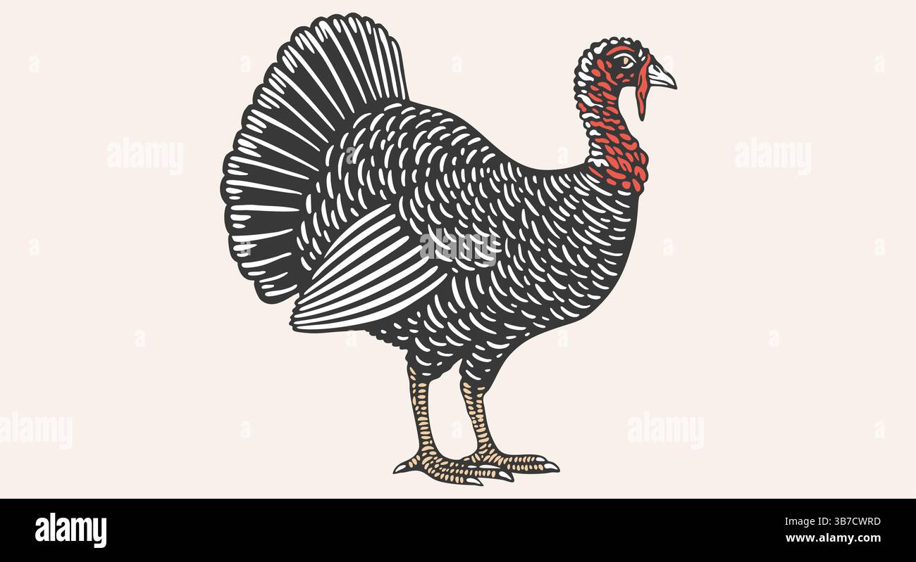 Turkey. Vintage retro print Stock Vector Image & Art - Alamy