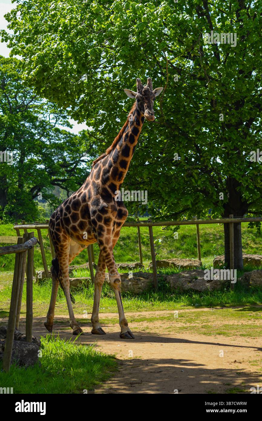 Beautiful giraffe at the zoo Stock Photo - Alamy
