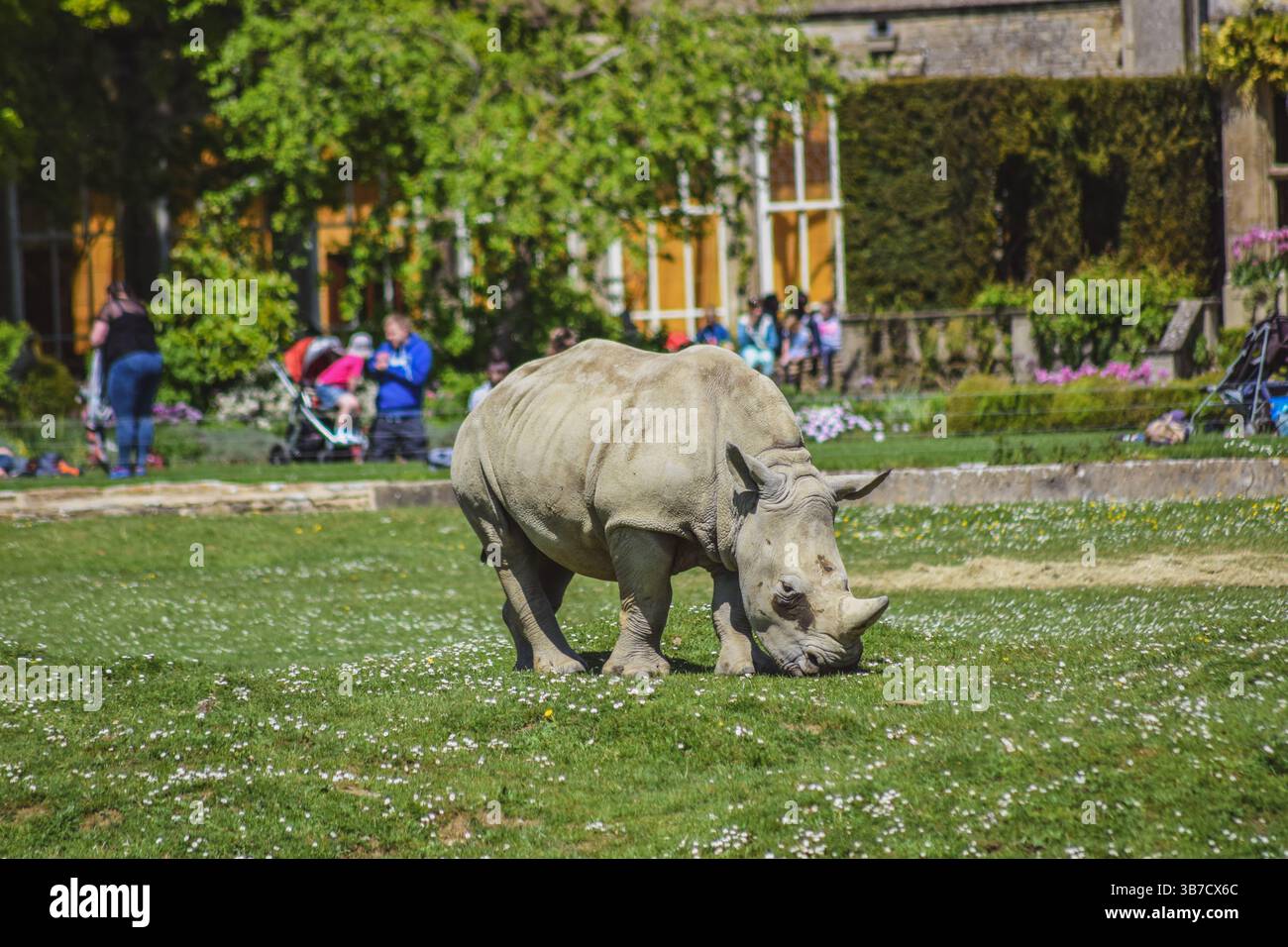 Large animal welfare hi-res stock photography and images - Alamy