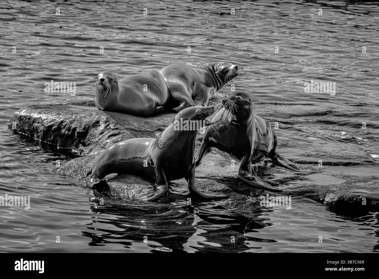 Seal marine wildlife Black and White Stock Photos & Images - Alamy