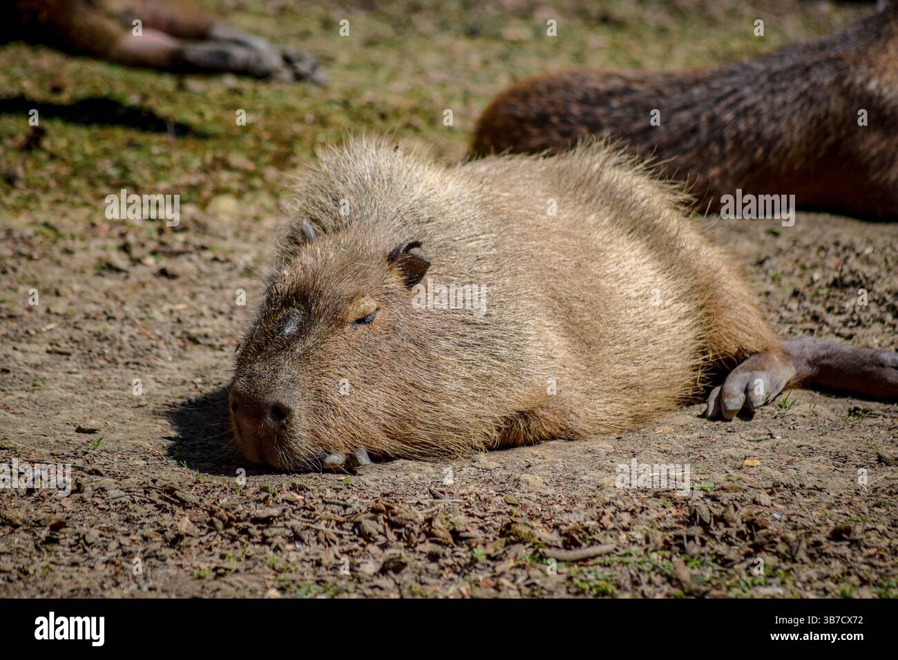 Large capybara sleeping in zoo hi-res stock photography and images - Alamy