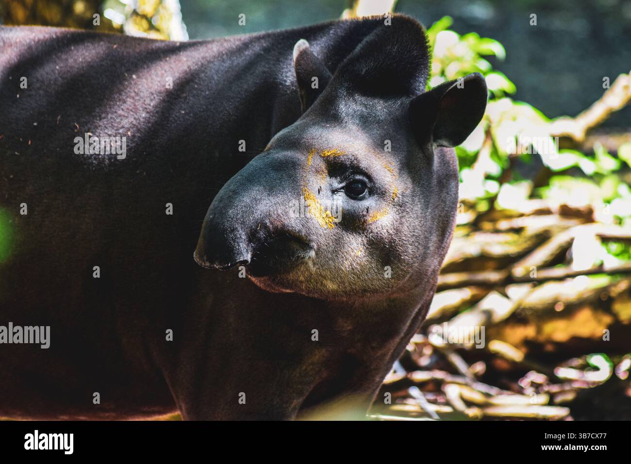 Cute malayan tapir endangered species hi-res stock photography and ...