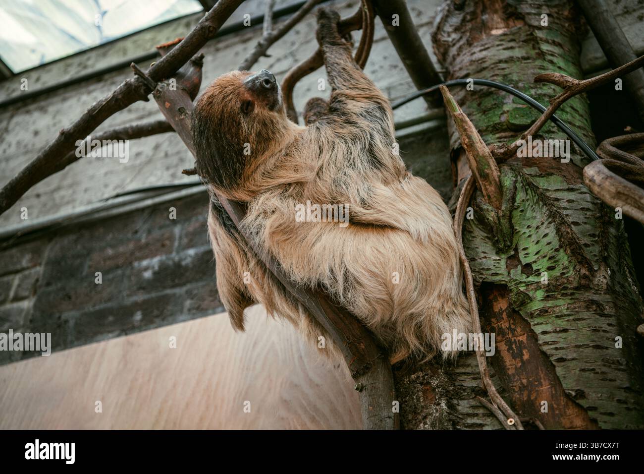Sloths sleeping in tree hi-res stock photography and images - Alamy
