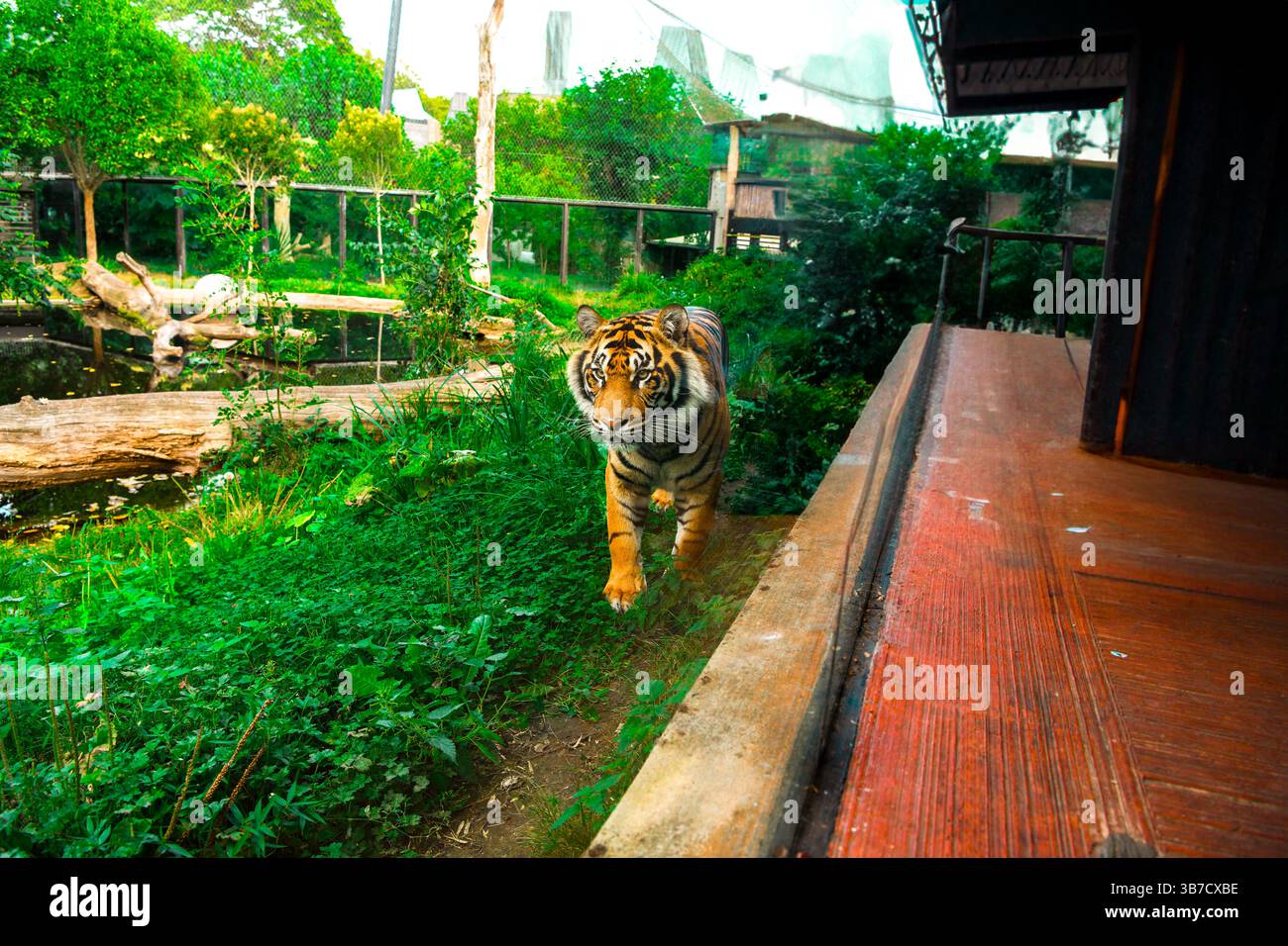 Sumatran tiger at the zoo Stock Photo - Alamy