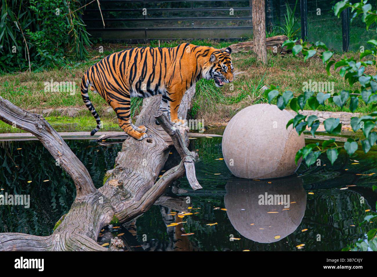 Tiger relaxing on log hi-res stock photography and images - Alamy