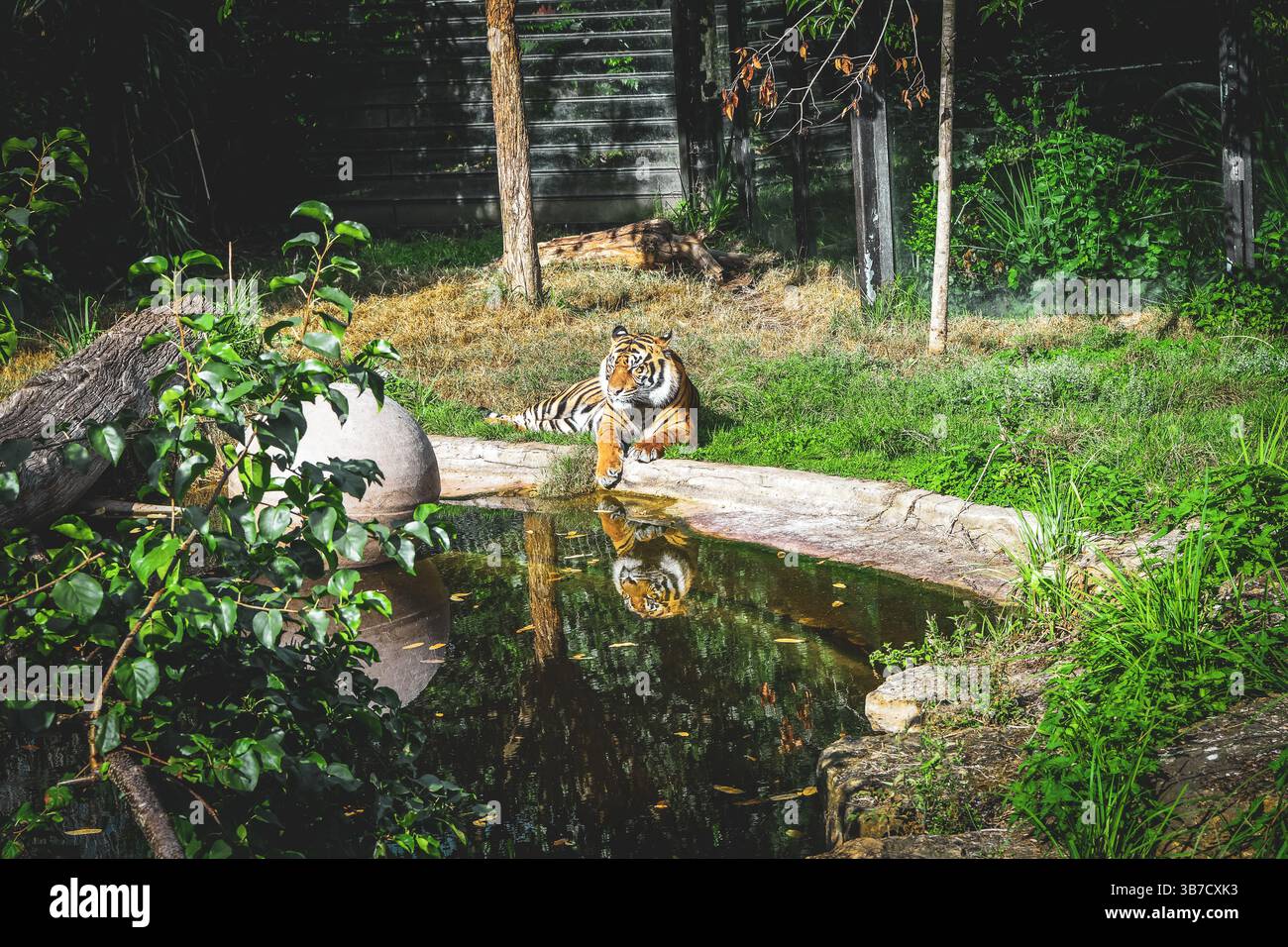 Tiger enclosure design hi-res stock photography and images - Alamy