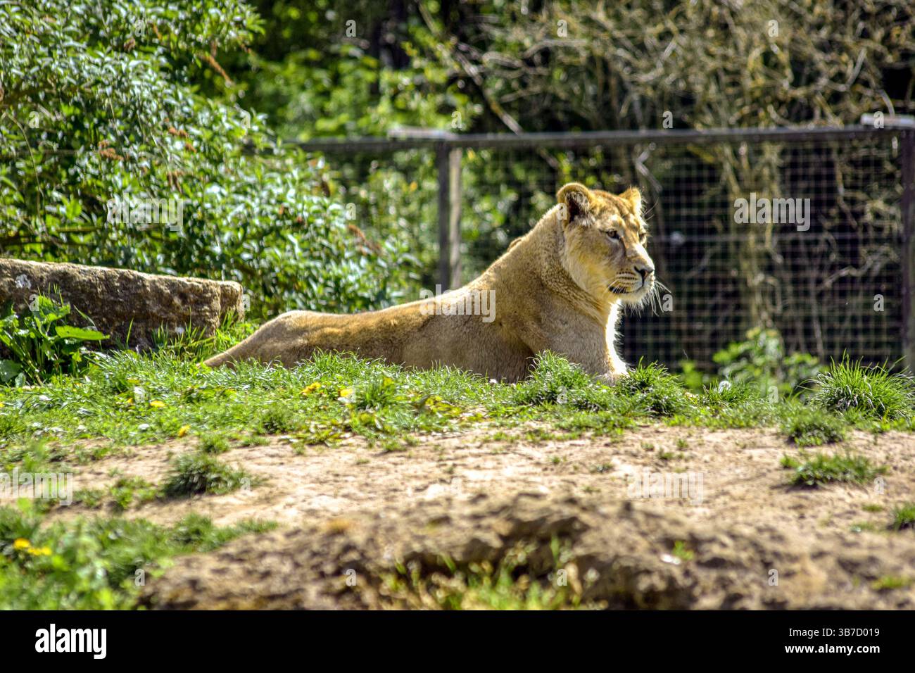 Asiatic lionesses hi-res stock photography and images - Alamy