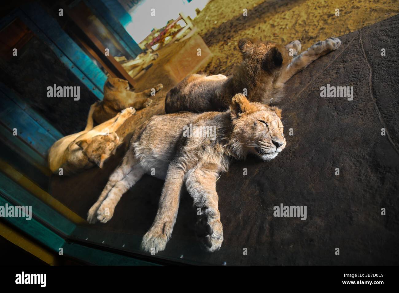 Pair lions in zoo hi-res stock photography and images - Alamy