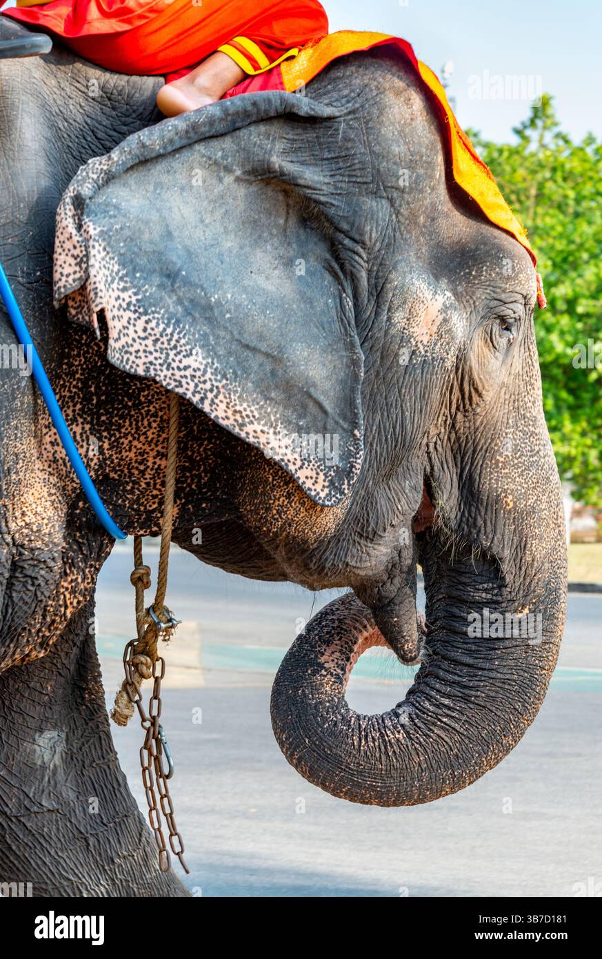 Close-up of Thai elephant,working in late afternoon to give rides to ...
