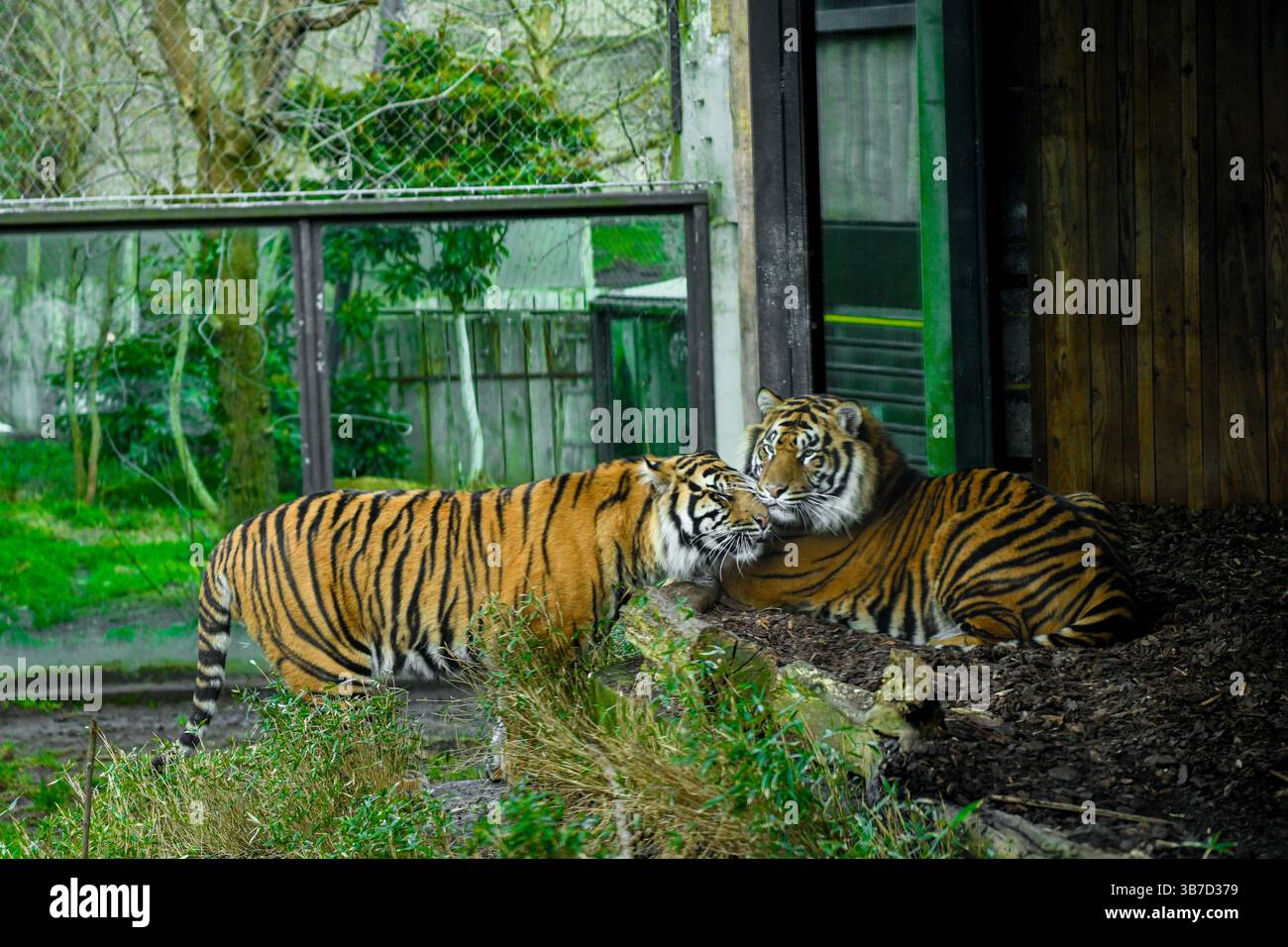 Two Sumatran tigers at the zoo Stock Photo - Alamy