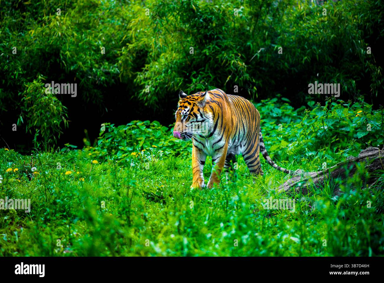 Tiger walking through lush zoo hi-res stock photography and images - Alamy