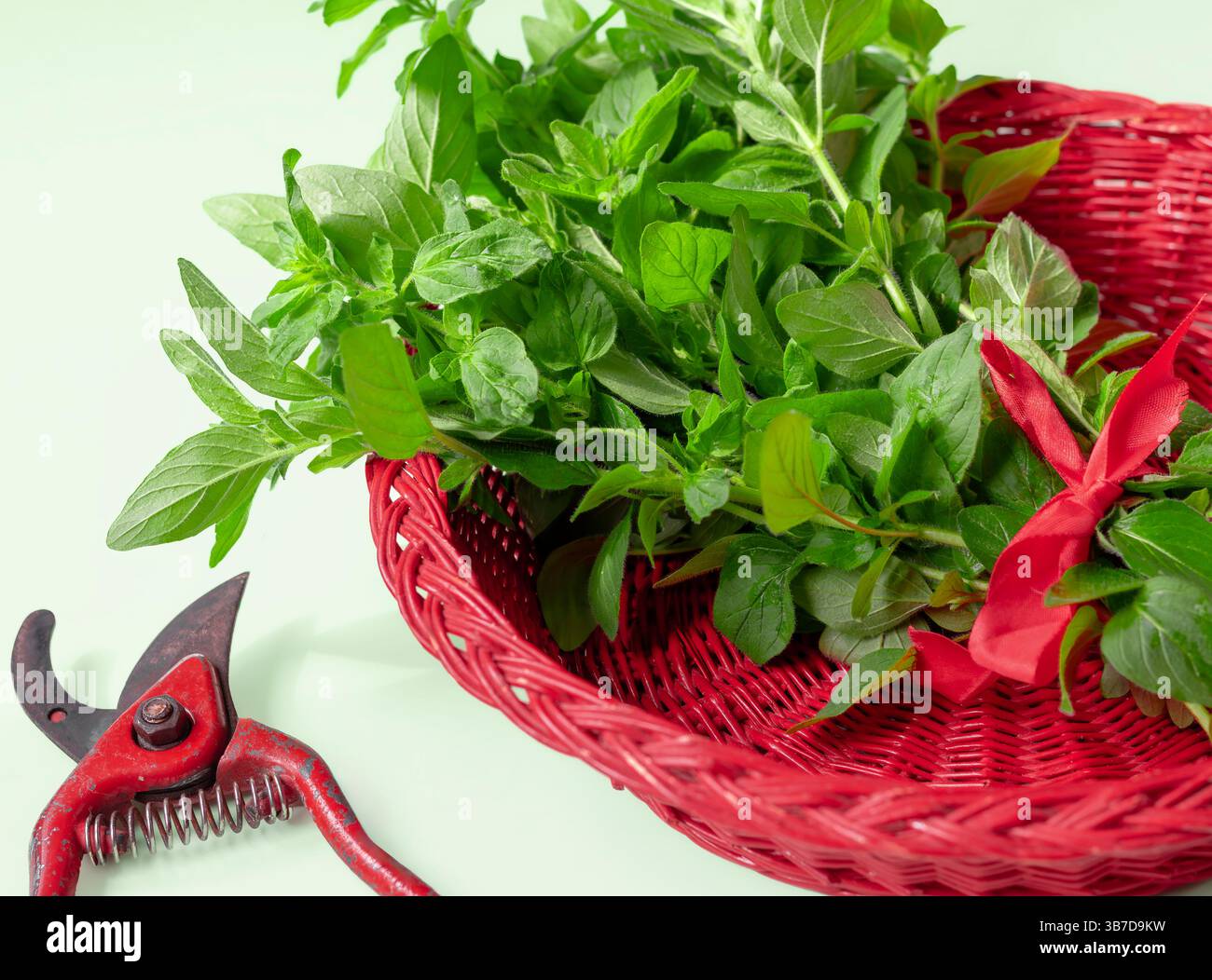 The basket plant family hi-res stock photography and images - Alamy