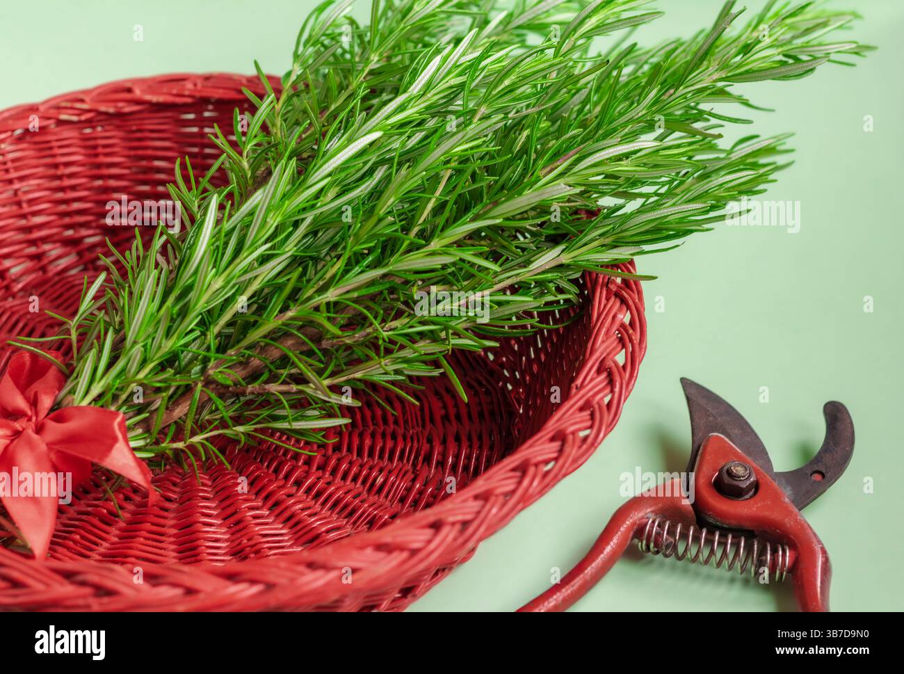 Red rosemary hi-res stock photography and images - Alamy