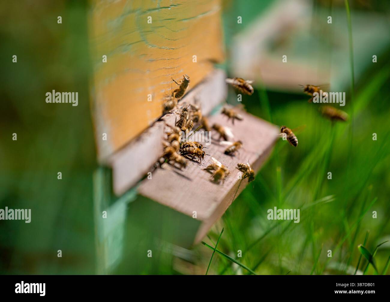 Honey bees fly to bee hive Stock Photo - Alamy