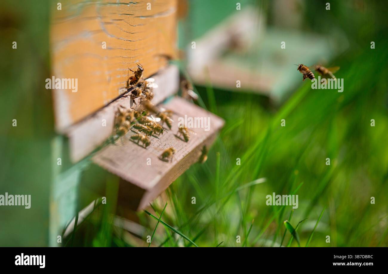 Honey bees fly to bee hive Stock Photo - Alamy