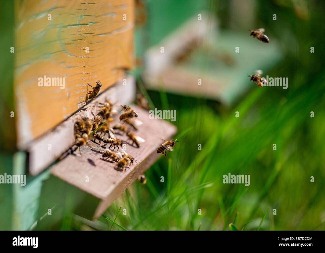 Honey bees fly to bee hive Stock Photo - Alamy