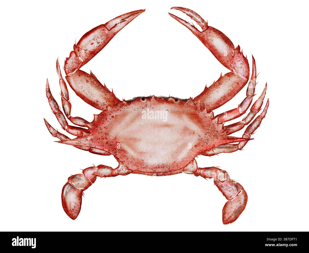 Crawfish art Cut Out Stock Images & Pictures - Alamy