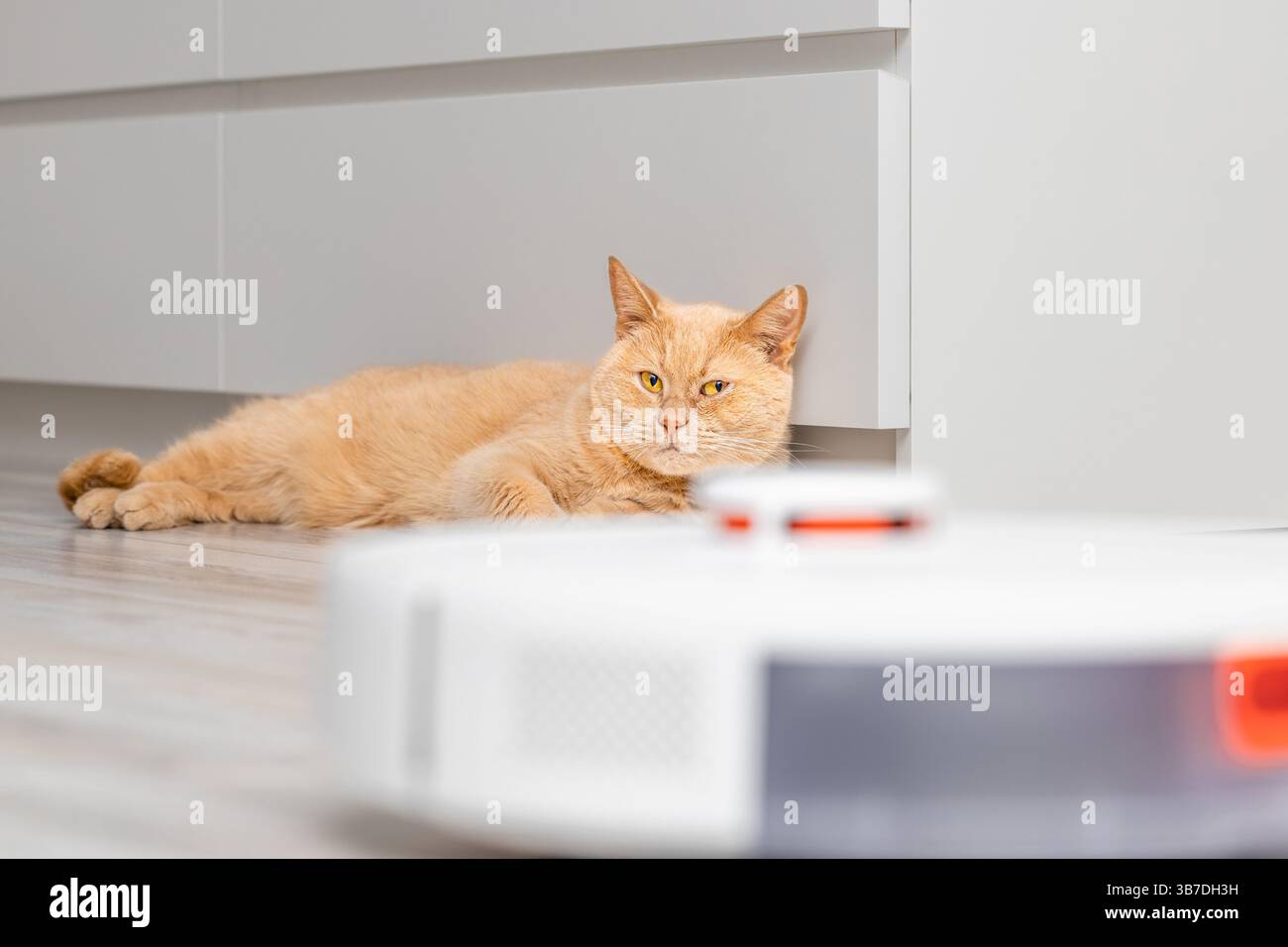ginger cat watches robot vacuum cleaner work. cat looks at working ...