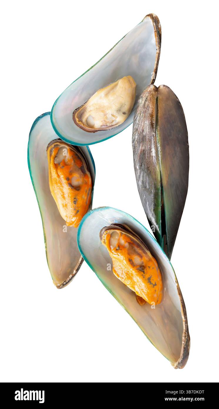 Top view of four cooked or steamed green mussels in stack is isolated ...