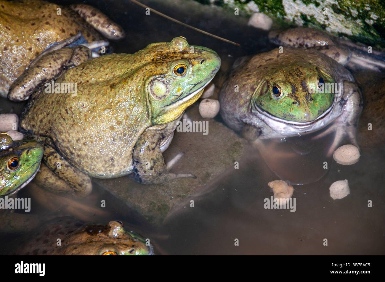 Close up view of group of giant African bullfrogs. Wild animal concept ...