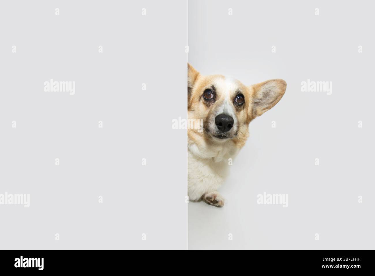 Cute Corgi puppy dog peeking from behind white or grey wall, curious ...