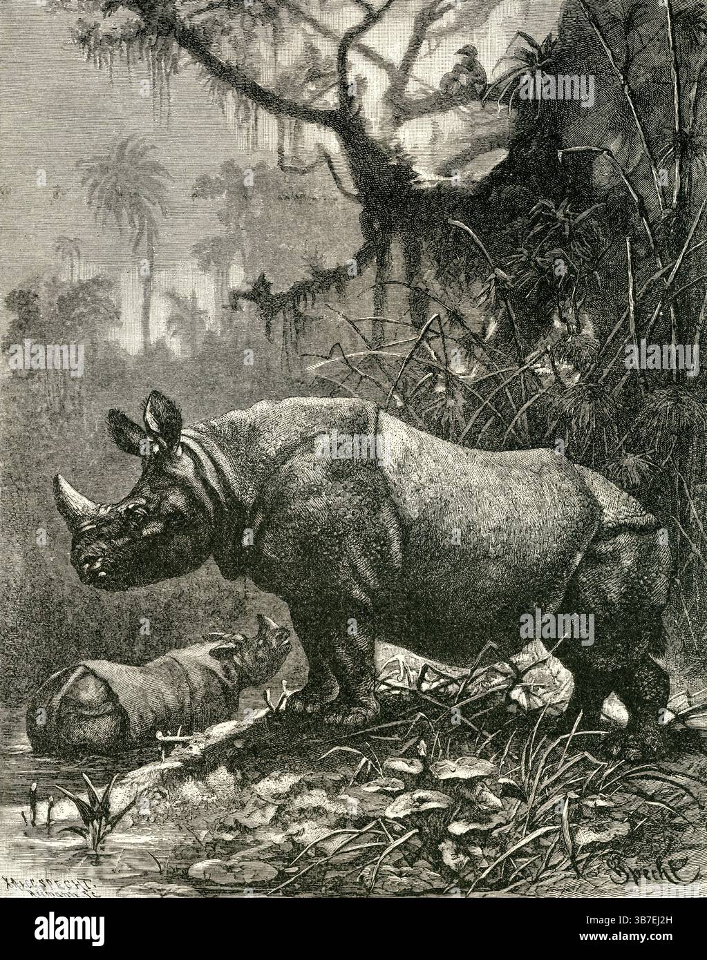 INDIAN RHINOCEROS ( Rhinoceros unicornis Stock Photo - Alamy