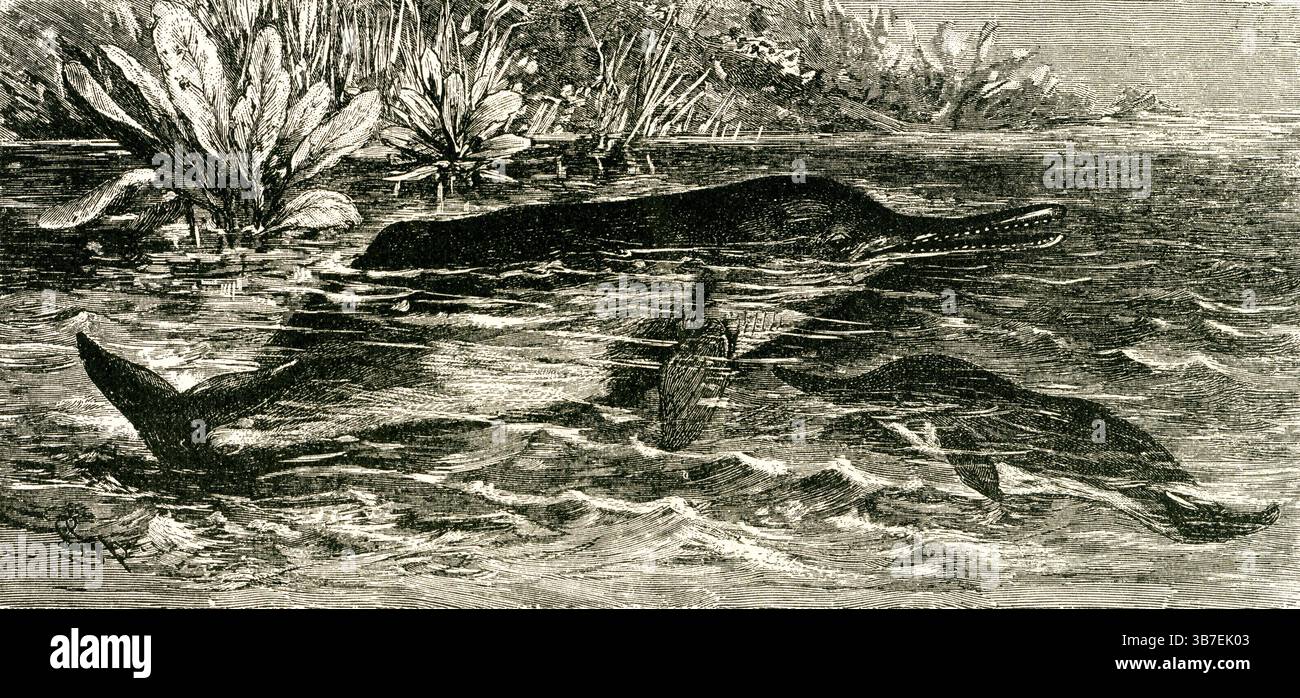THE SOOSOO ( Platanista gangetica ) - South Asian River Dolphin ...