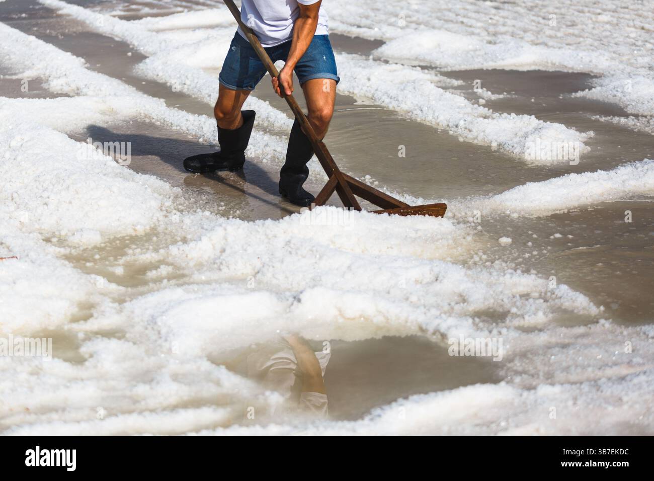 Traditional salt harvesting in coastal salt pans. Workers manually ...