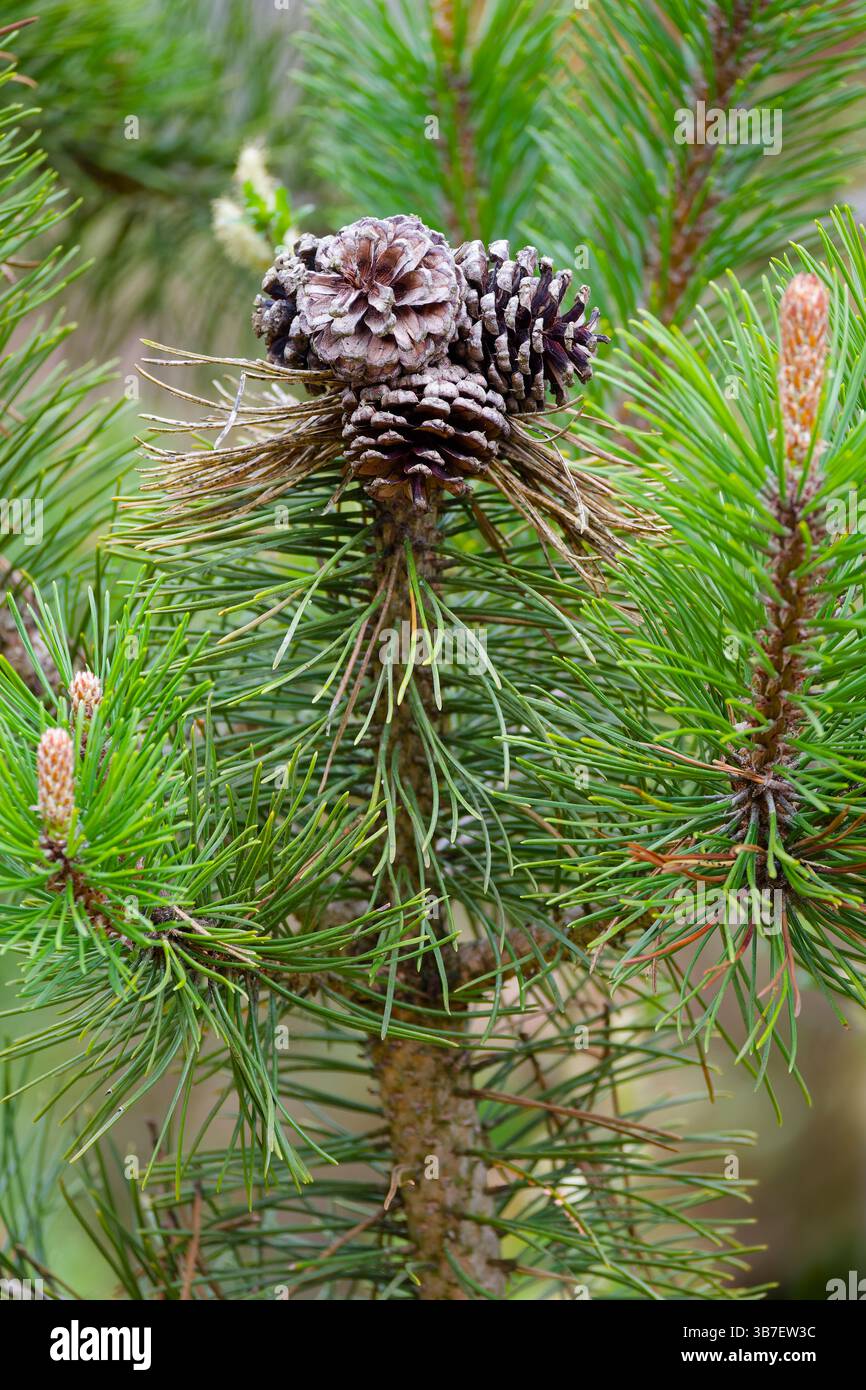 Green conifer tree hi-res stock photography and images - Alamy