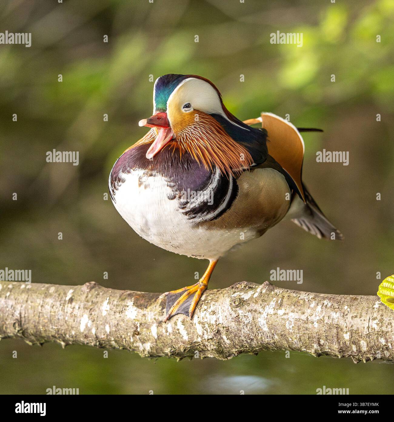 Kidderminster, UK. 5th May, 2025. UK weather: a wild mandarin duck ...