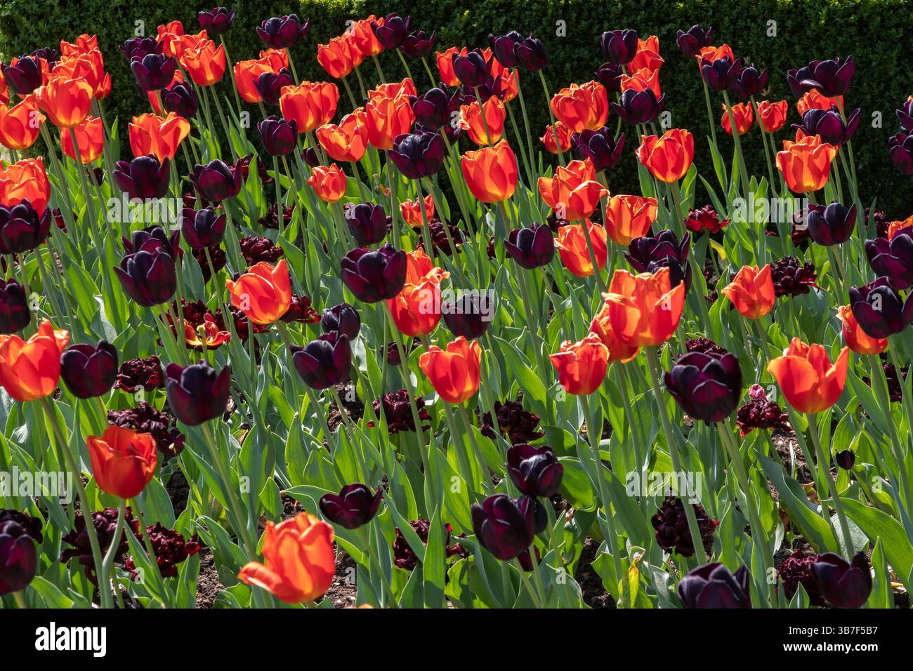 Annie schilder orange hi-res stock photography and images - Alamy