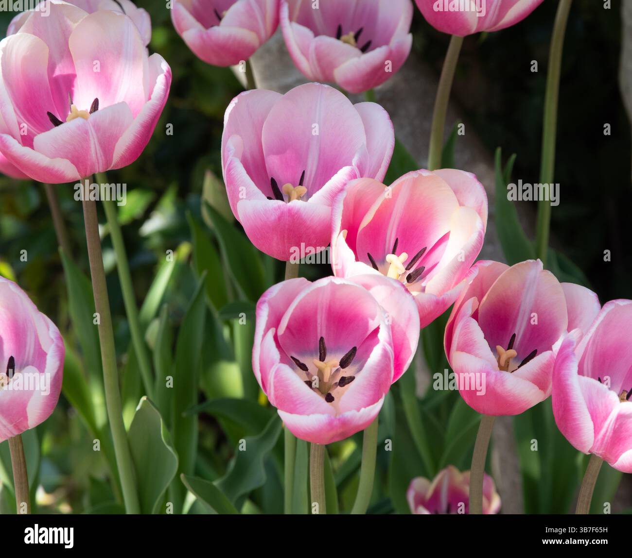 Tulip Jumbo Beauty Stock Photo - Alamy