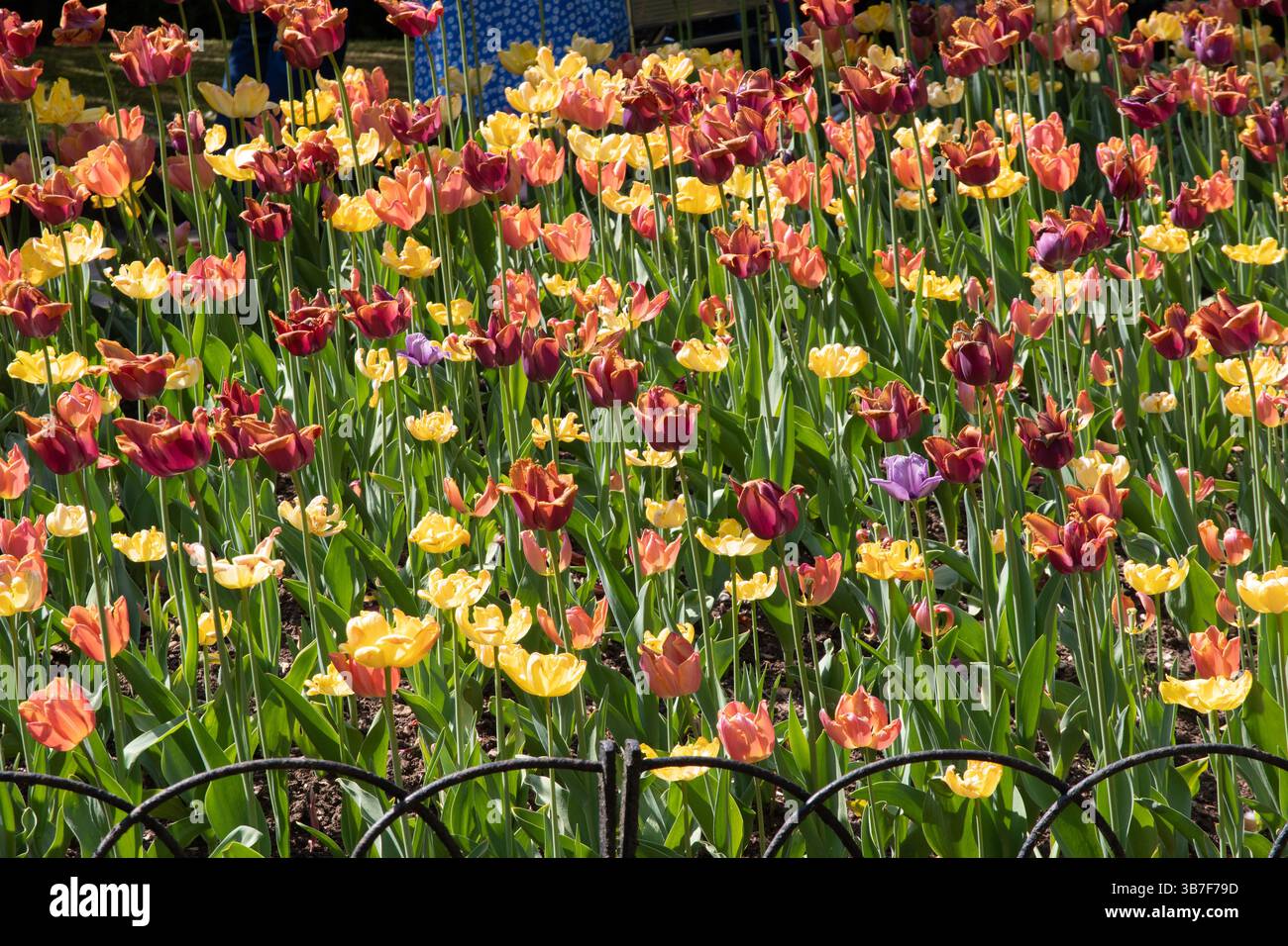 Mixed tulip planting Jimmy, Louvre Orange, Sunlover at Burnby Hall ...