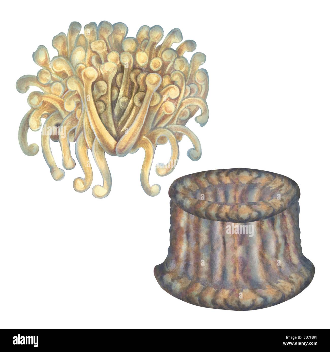 Two parts of sea anemones are composed, a habitat of clown fish ...