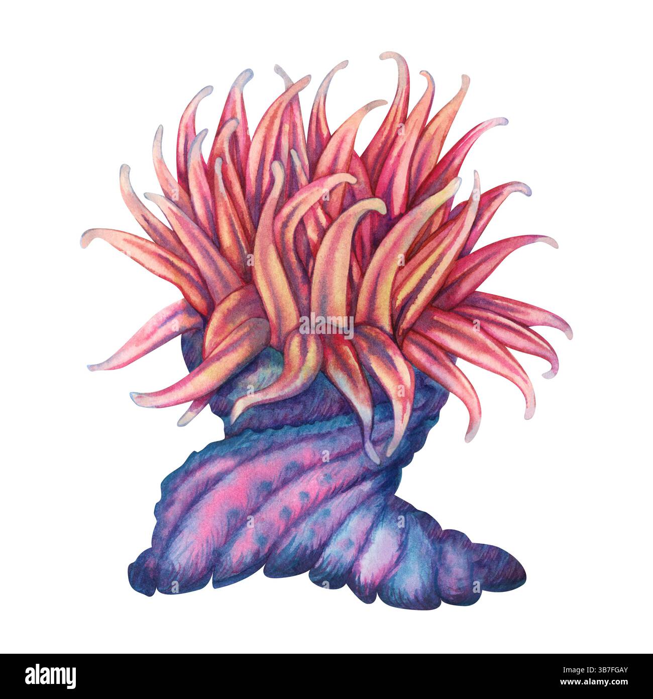 Sea anemones on the seabed, a common home for clownfish. Watercolor illustration of sea anemone ...