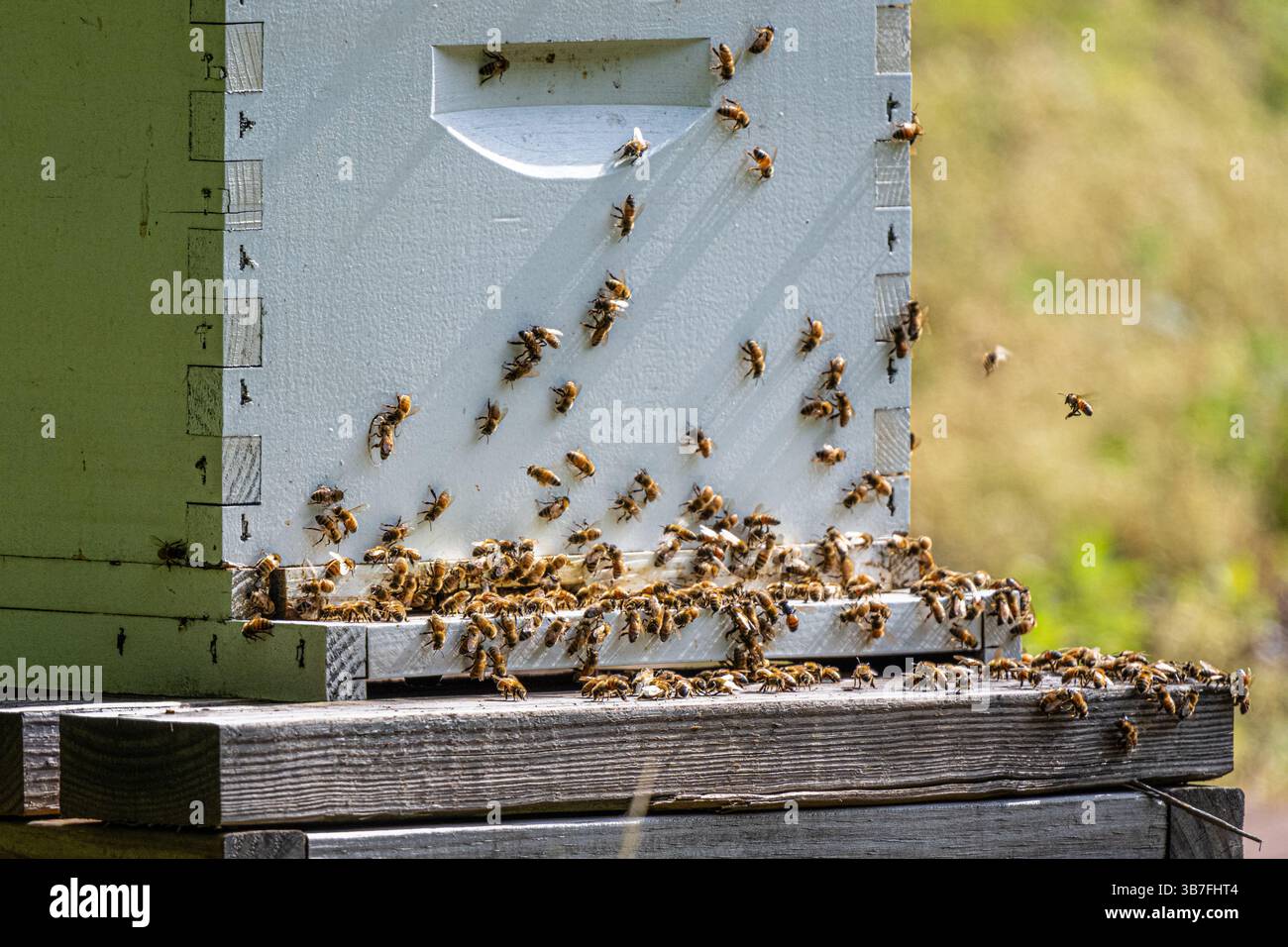 Smith Farm honeybee hive at the Atlanta History Center in Buckhead ...