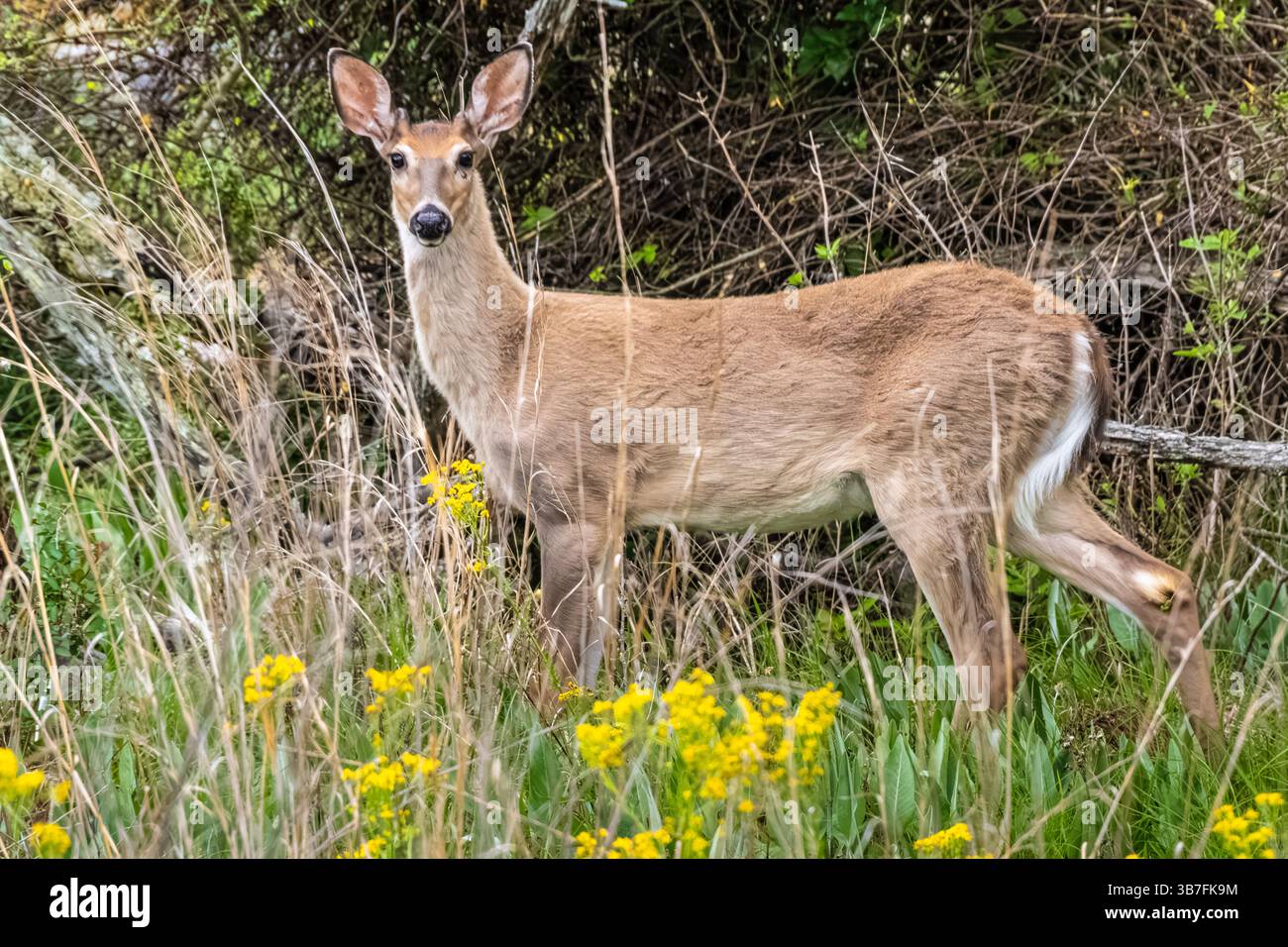 Wild white-tailed deer (Odocoileus virginianus) at Stone Mountain Park ...