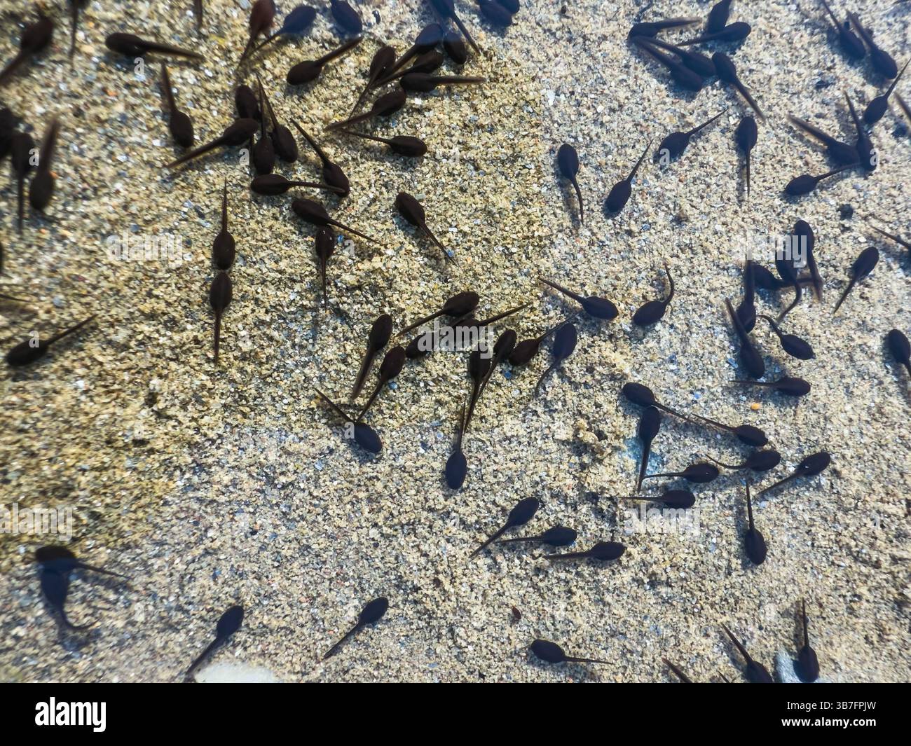little tadpoles swimming in the pond Stock Photo - Alamy