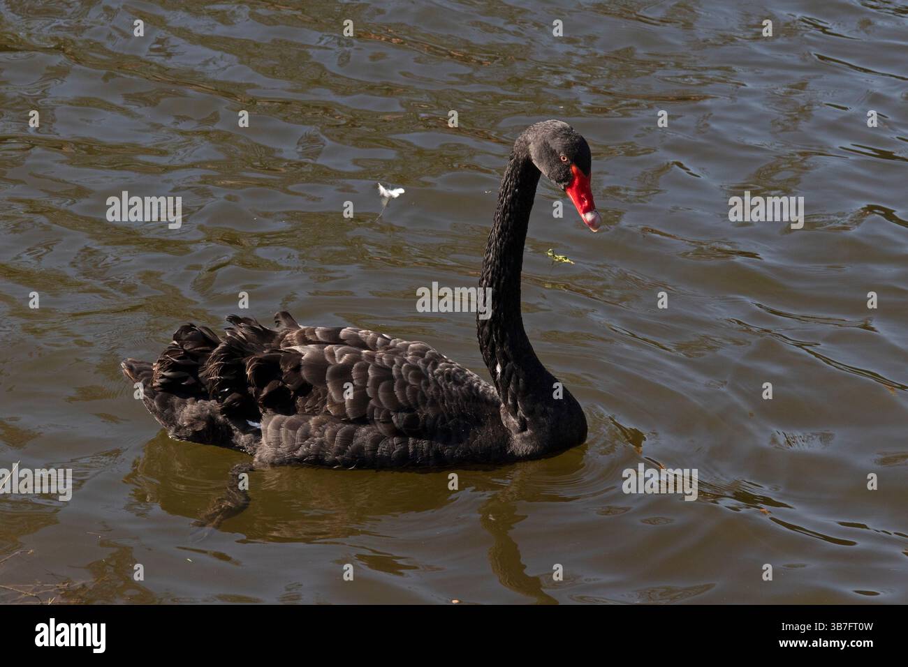 Black swan (Cygnus atratus) on River Avon, Stratford-upon-Avon ...