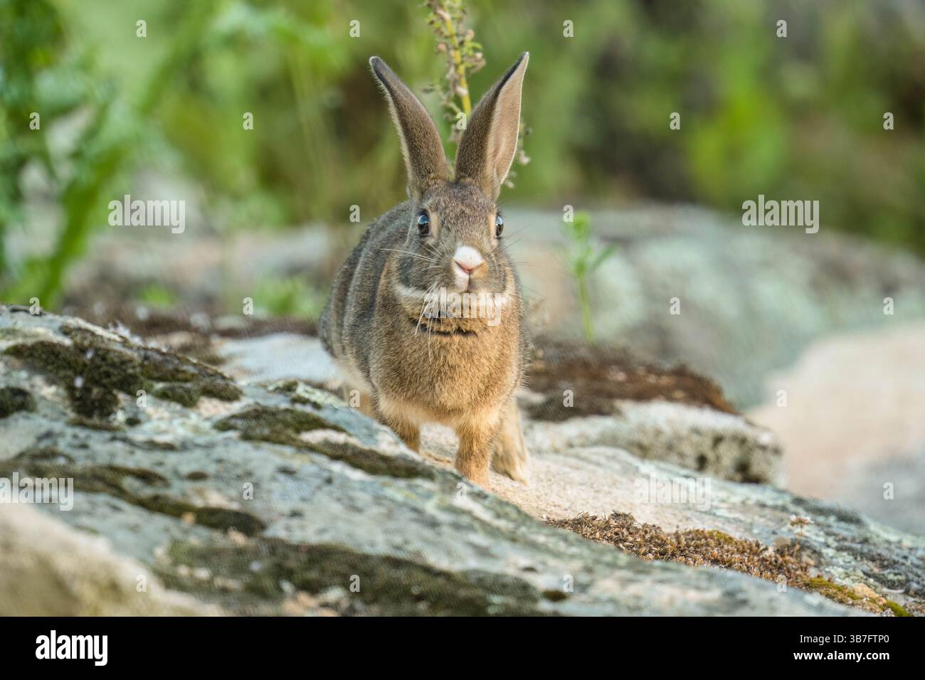 Wild European Rabbit (Oryctolagus cuniculus) Sierra de Andújar Natural ...