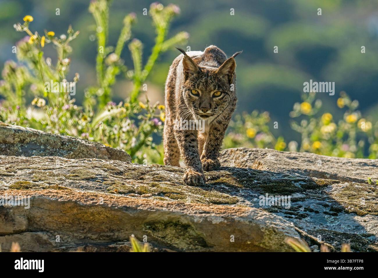 Adult female Iberian lynx (Lynx pardinus) stealthfully creeping towards ...