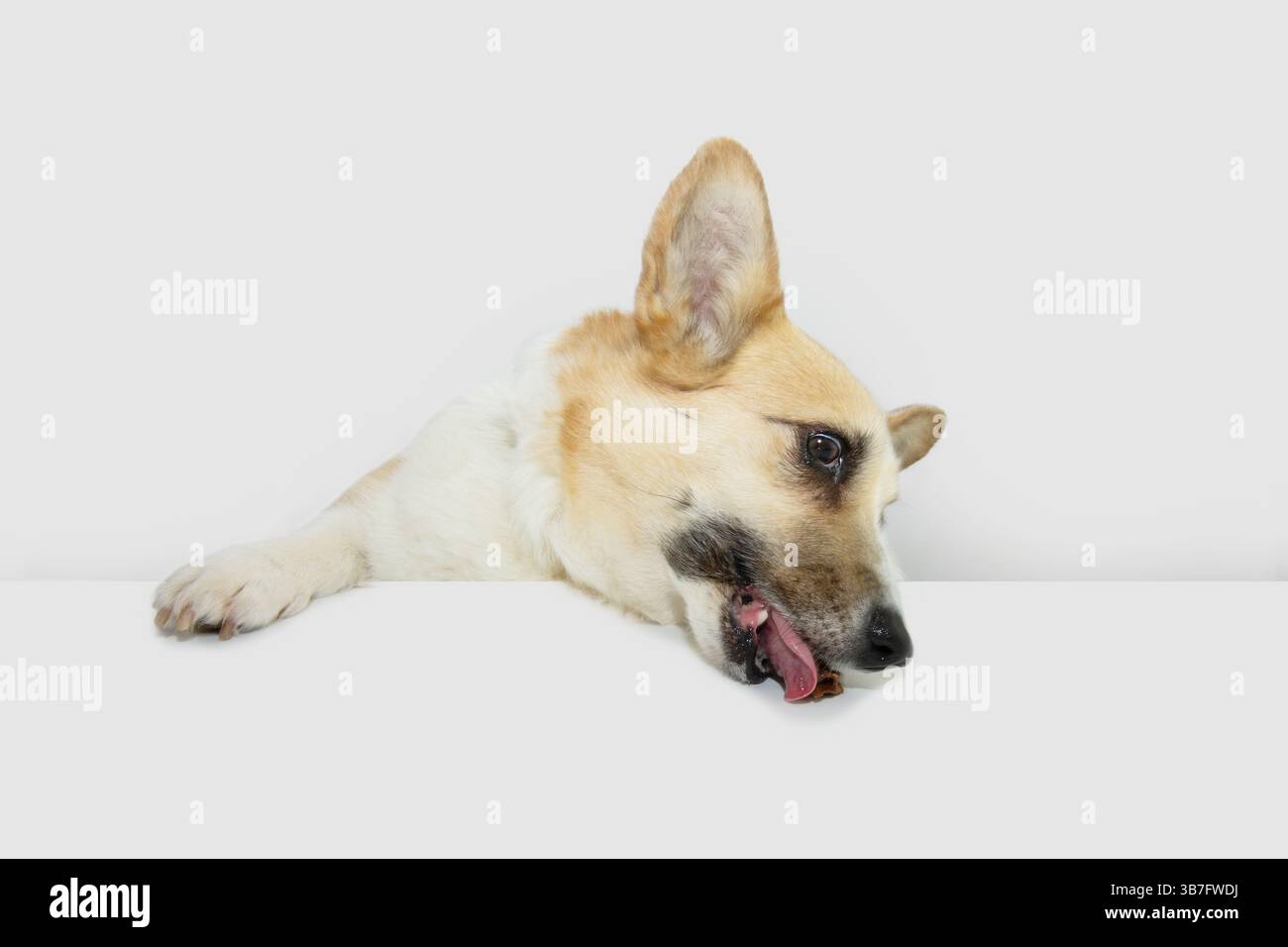Portrait hungry corgi puppy dog eating beef dryed lung cubes over a ...