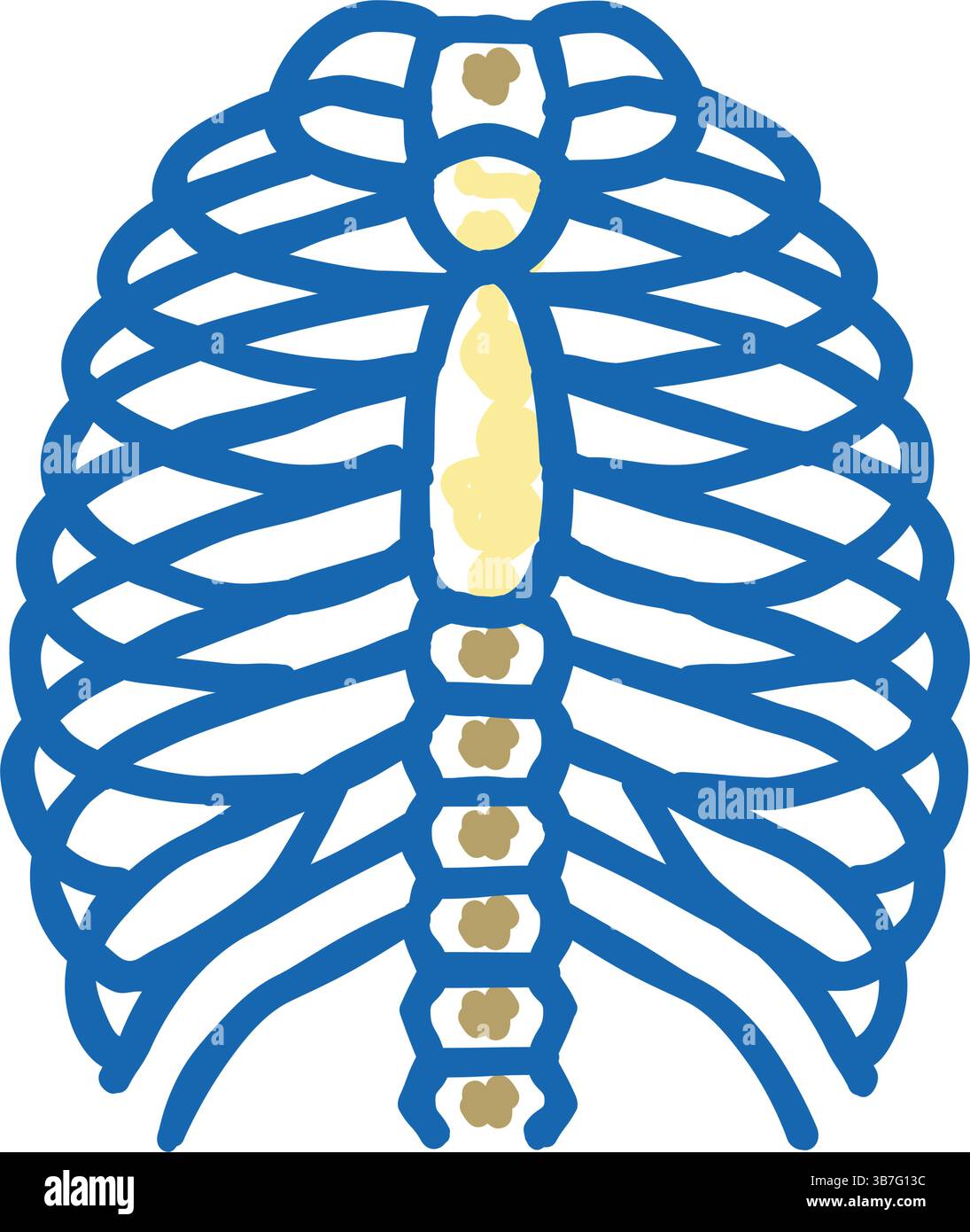chest bone icon doodle illustration Stock Vector Image & Art - Alamy