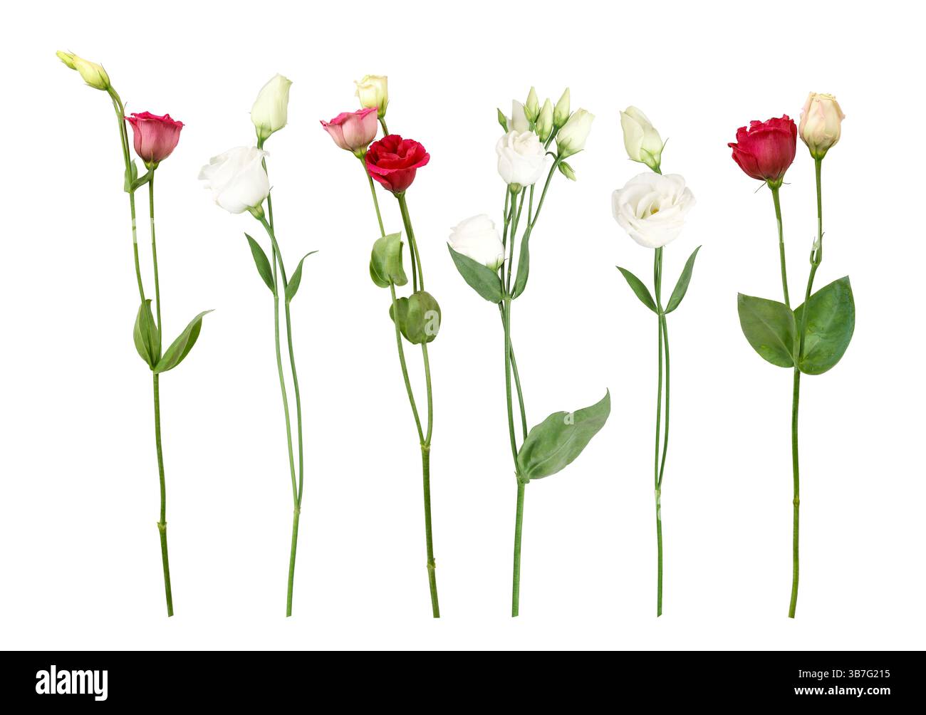 White and red flowers stems of the lisianthus flower Stock Photo - Alamy