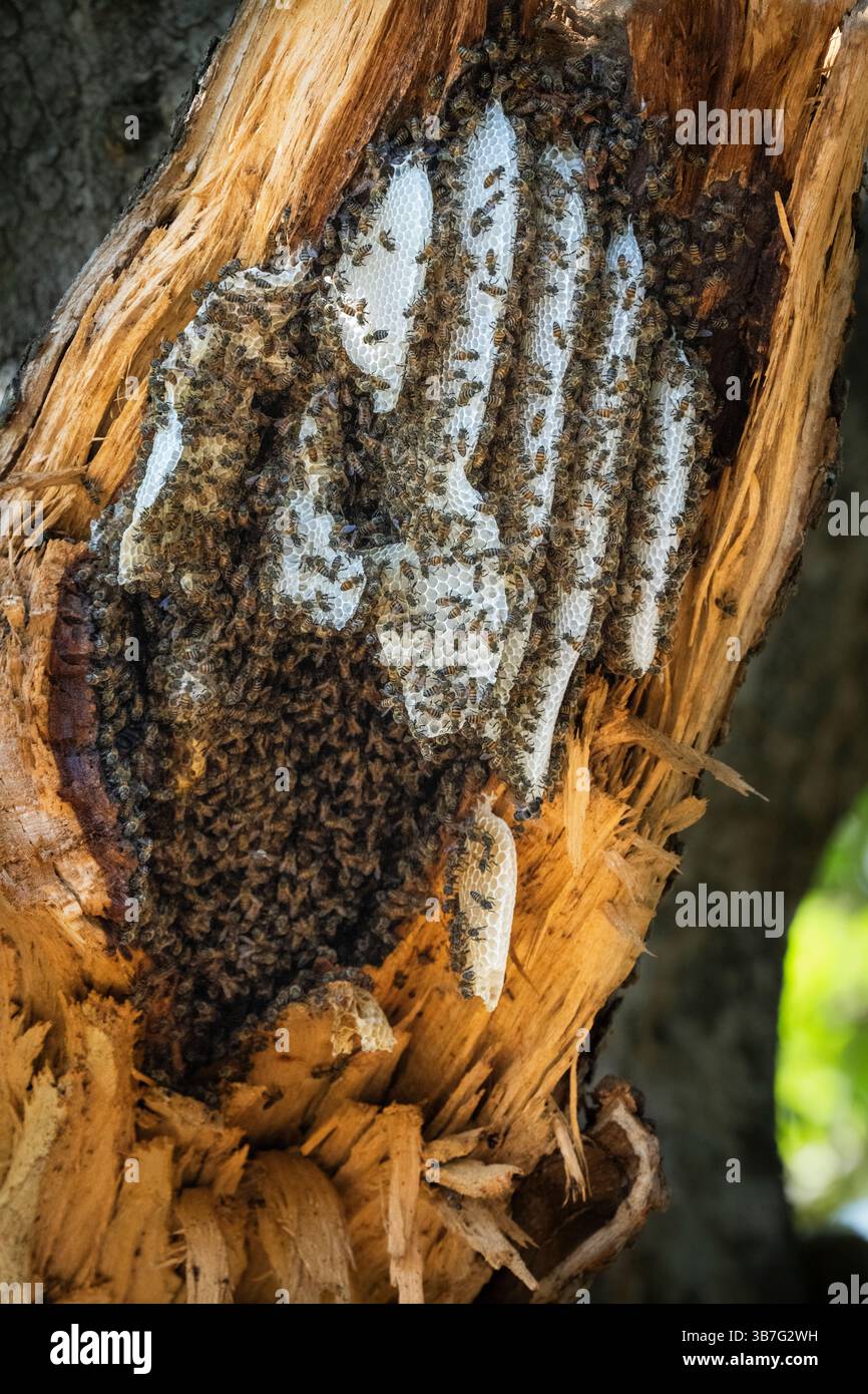 Wild honey bees nest, beehive exposed at a tree in South Luangwa ...